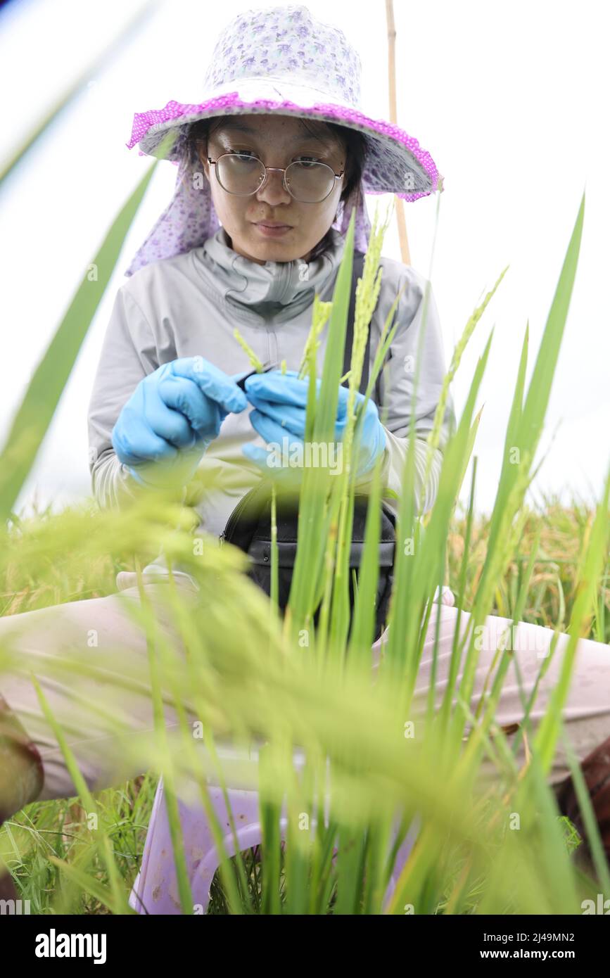 (220413) -- HAIKOU, April 13, 2022 (Xinhua) -- A researcher conducts ...
