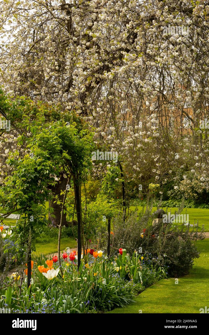 Tulips and Cherry Blossom in Edwardes Square, London Stock Photo - Alamy
