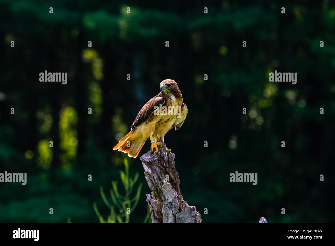 Harris hawk in flight photography, beautiful raptor bird Stock Photo ...