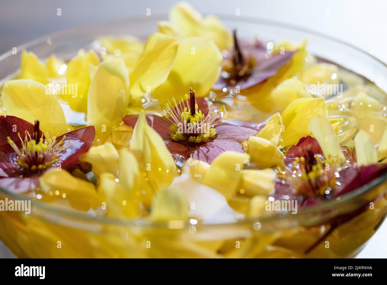 A floating arrangement of hellebore and magnolia flowers Stock Photo ...