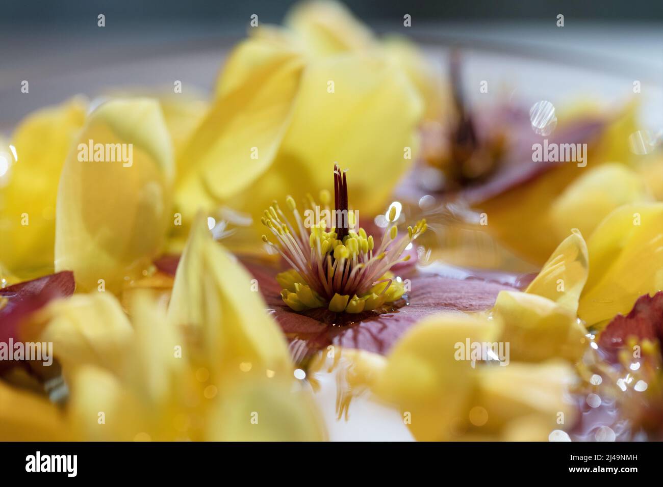 A floating arrangement of hellebore and magnolia flowers Stock Photo ...