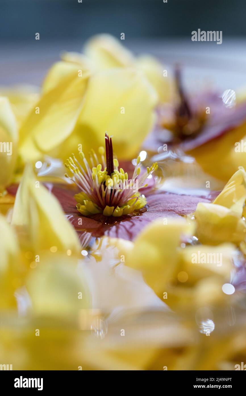 A floating arrangement of hellebore and magnolia flowers Stock Photo ...