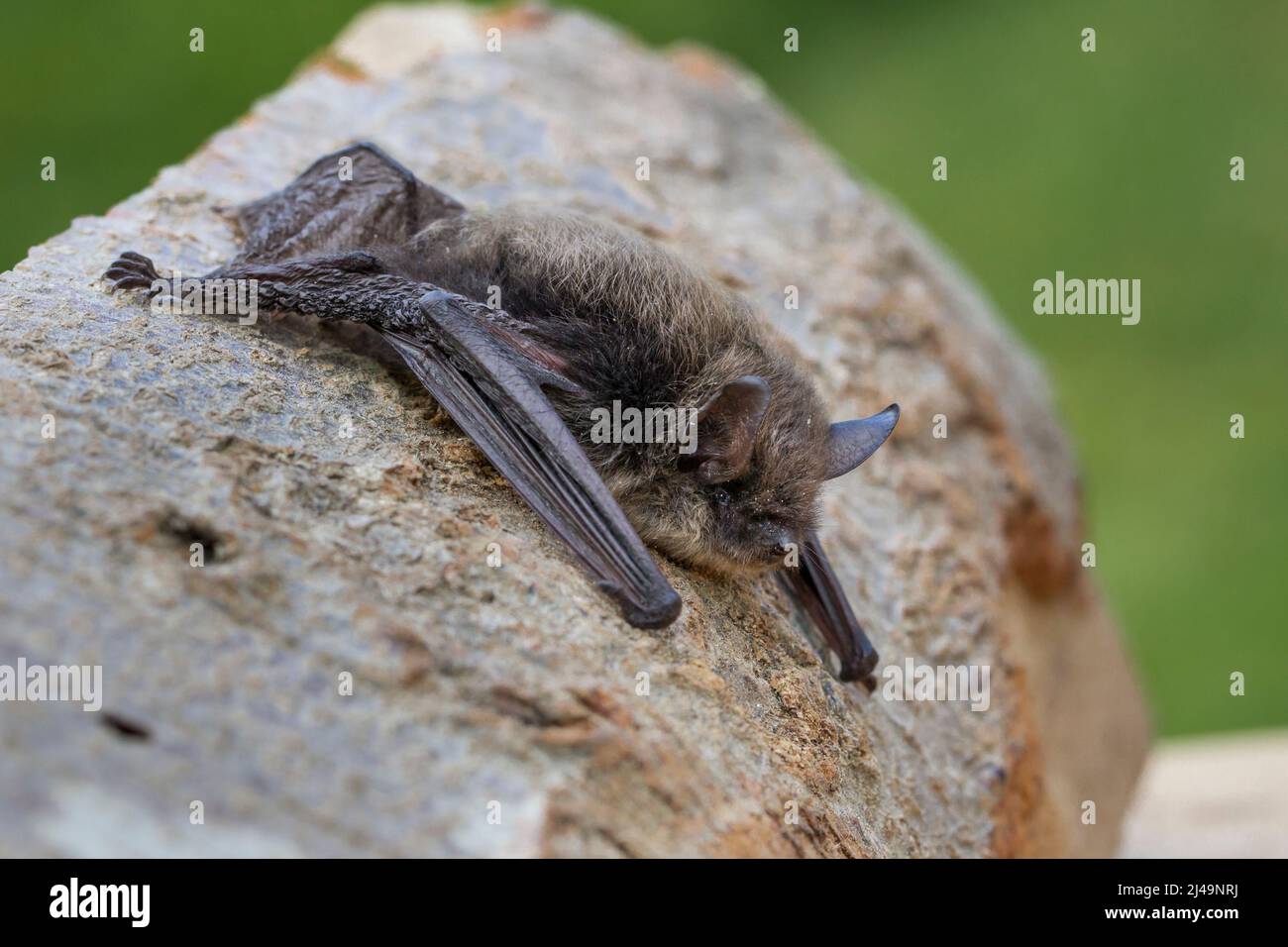 Kleine Bartfledermaus, whiskered bat, Myotis mystacinus Stock Photo - Alamy
