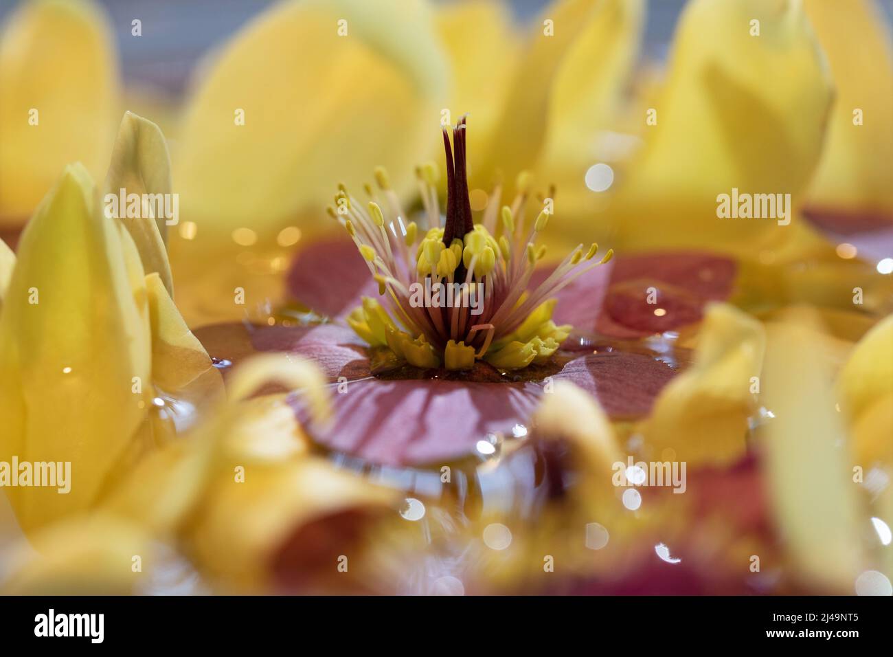 A floating arrangement of hellebore and magnolia flowers Stock Photo ...