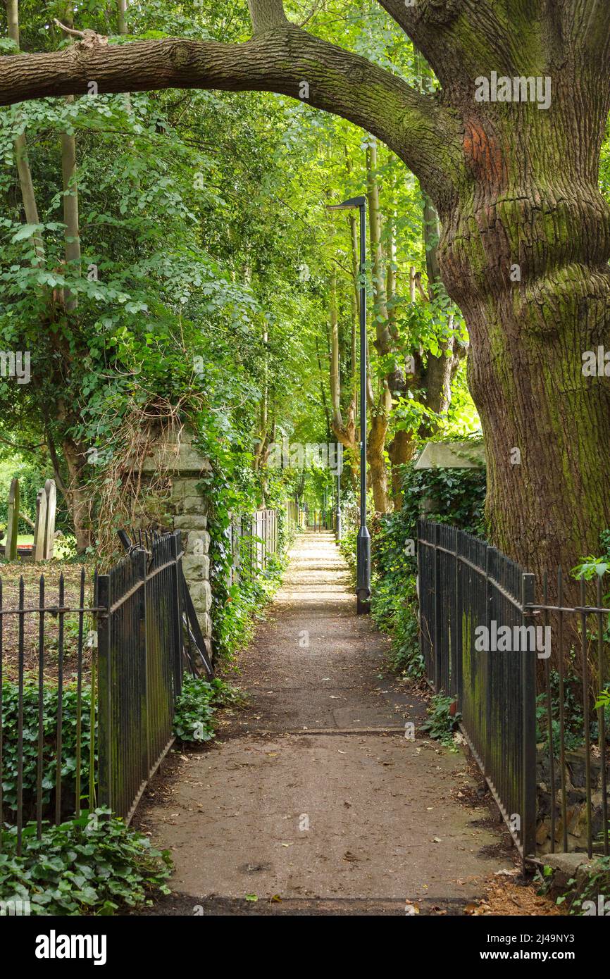 Tree lined track hi-res stock photography and images - Alamy