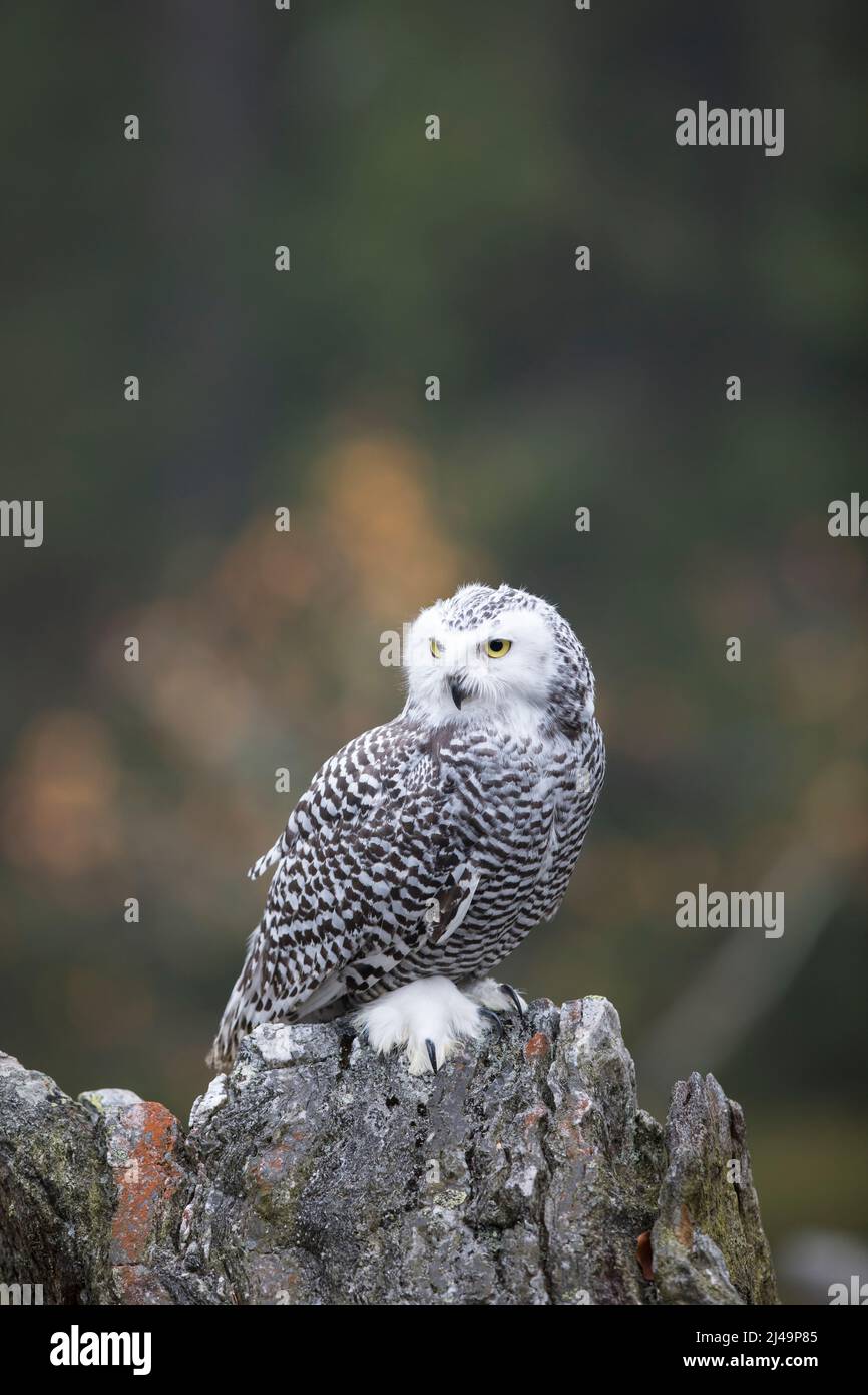 Schnee-Eule, snowy owl, Bubo scandiacus Stock Photo - Alamy