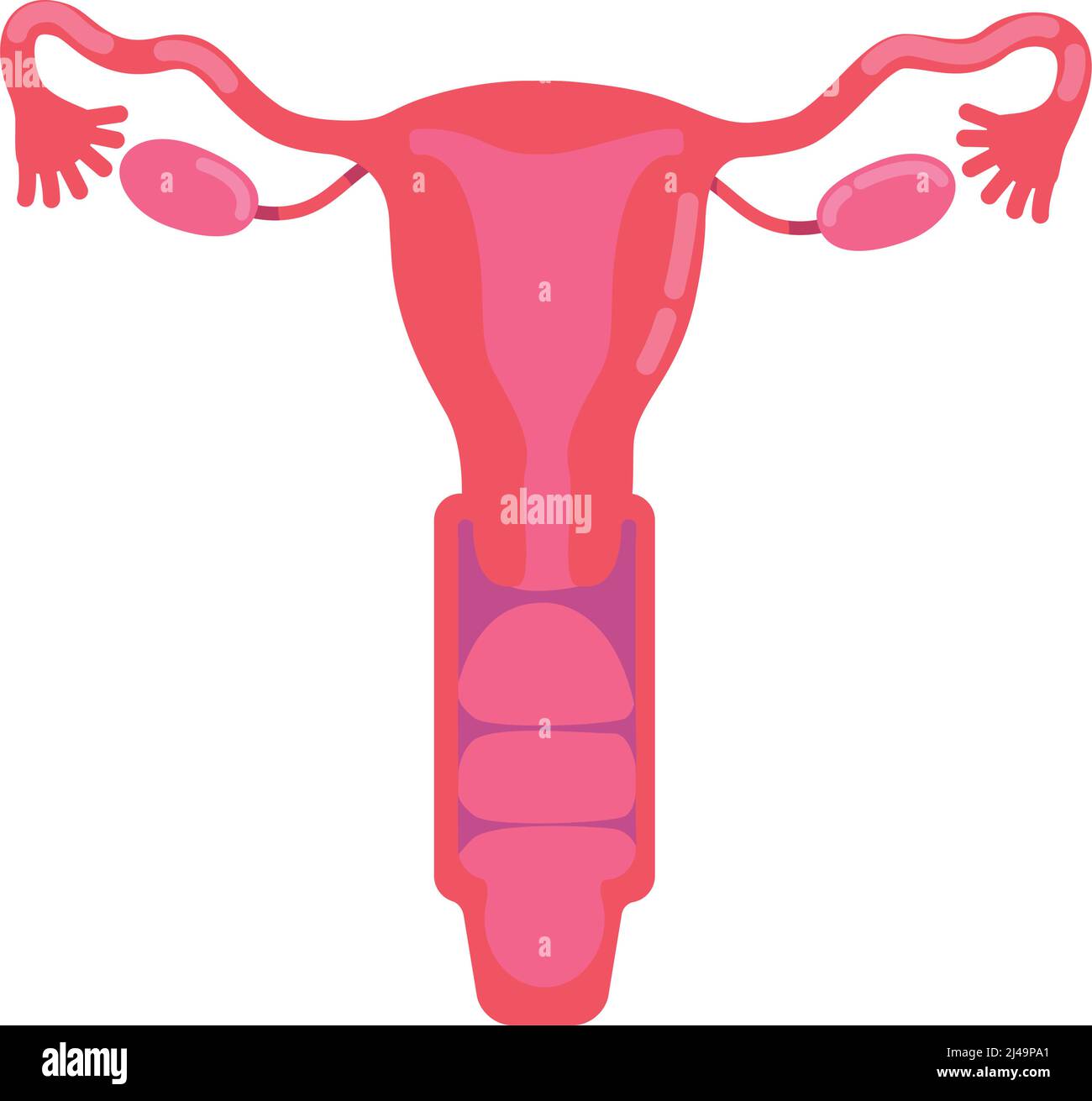 Female reproductive system semi flat color vector object Stock Vector ...