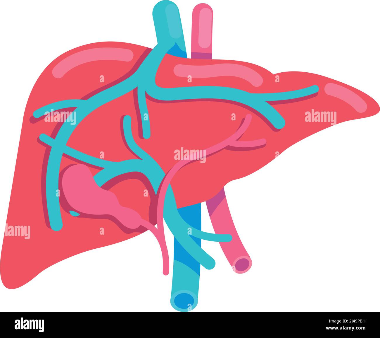 Liver semi flat color vector object Stock Vector Image & Art - Alamy