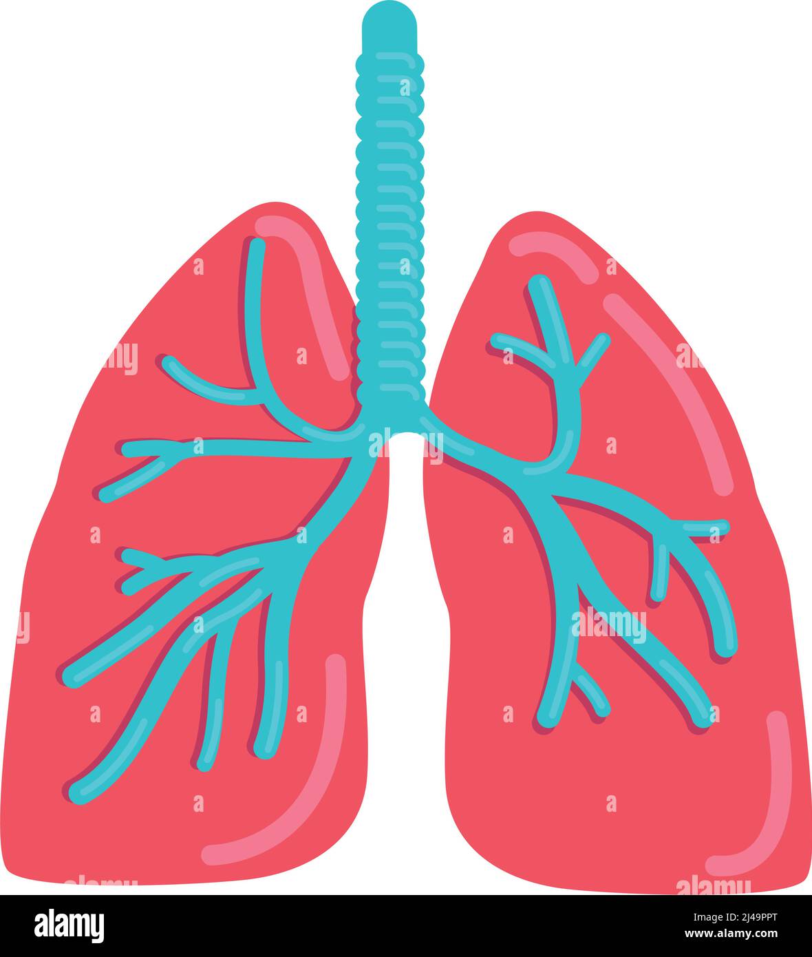 Lungs semi flat color vector object Stock Vector Image & Art - Alamy