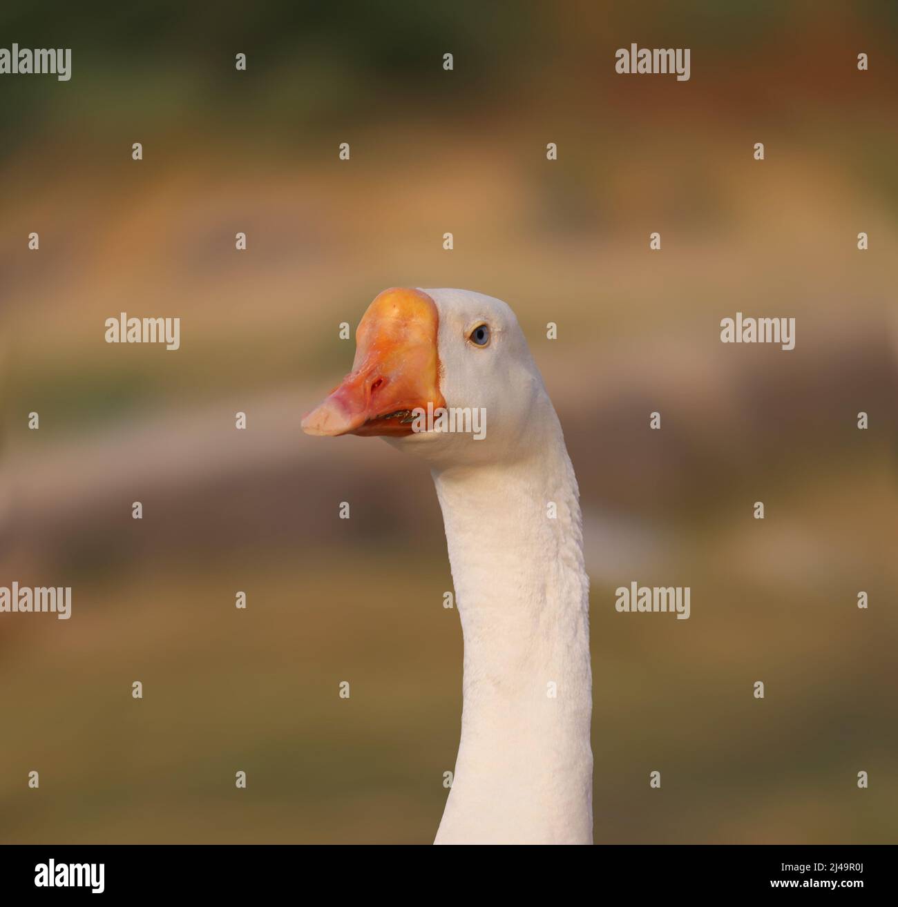 beautiful white duck walk around the lake Stock Photo - Alamy