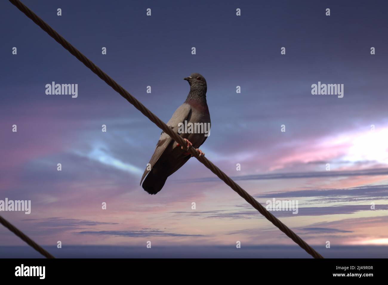 best shot from my canon camera pigeon look so beautiful in this shot ...