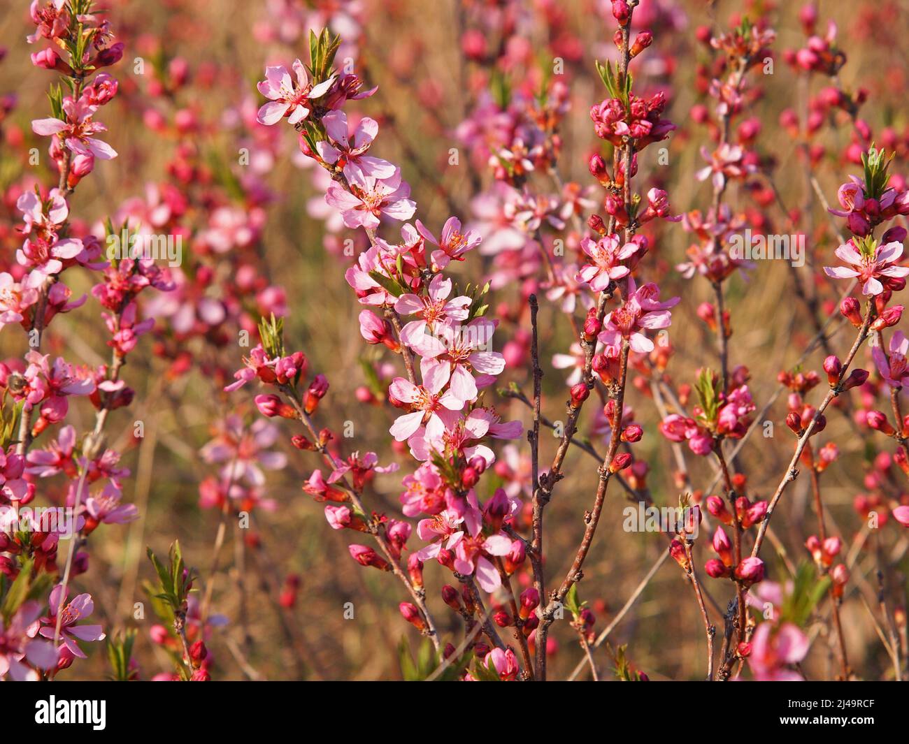 Beautiful spring pink shrub garden flowers prunus tenella hi-res stock ...