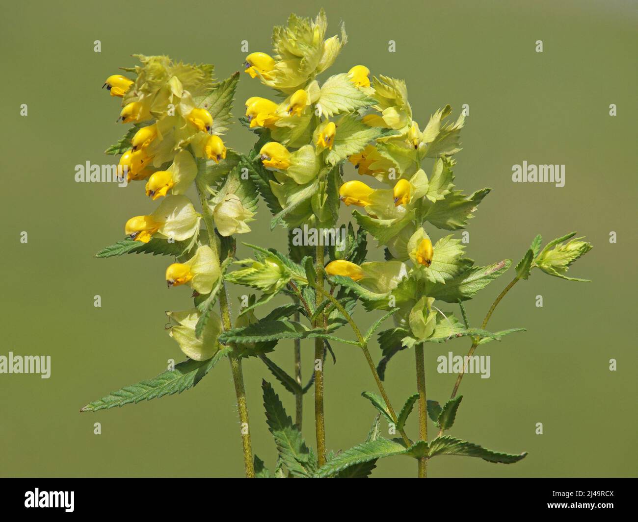 Blooming yellow rattle plant, Rhinanthus angustifolius Stock Photo - Alamy