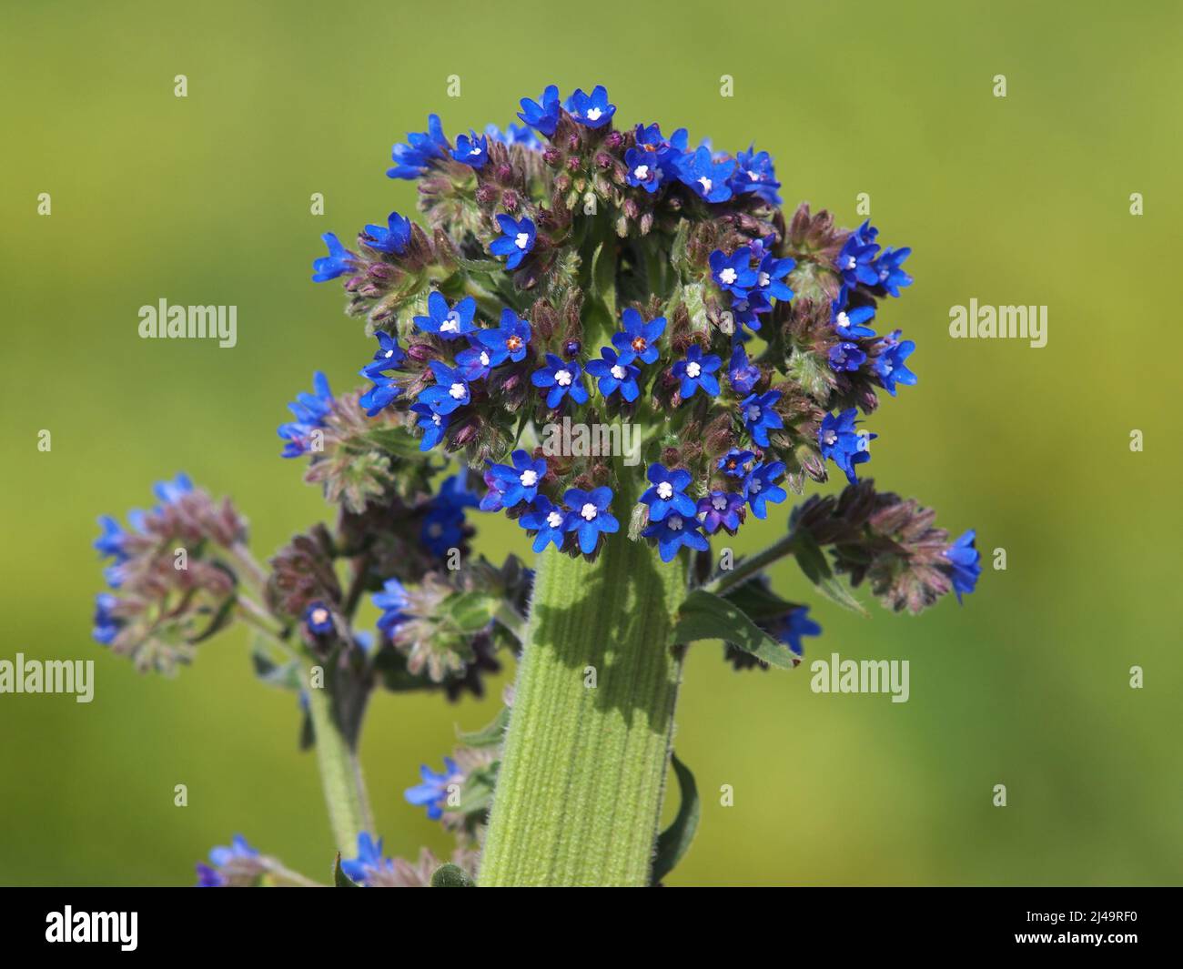 Bugloss or Alkanet plant with abnormal growths; The stem is not round ...