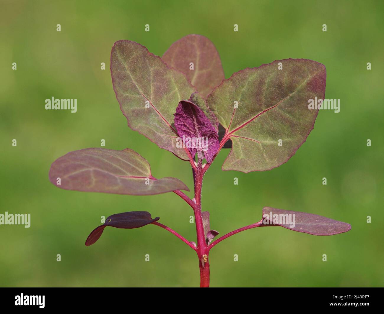 Young plant of garden orache, red orach, or mountain spinach, Atriplex ...