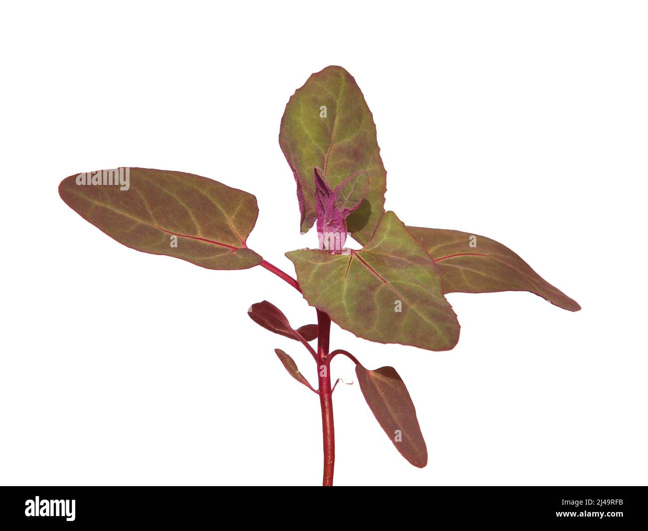 Young plant of garden orache, red orach, or mountain spinach, isolated ...