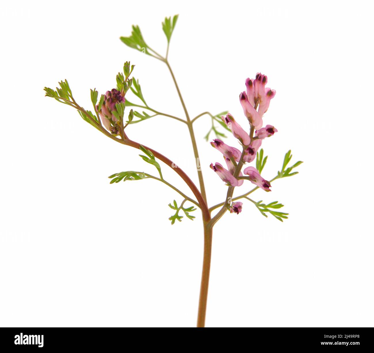Pink flower of Fumitory plant, Fumaria officinalis Stock Photo - Alamy