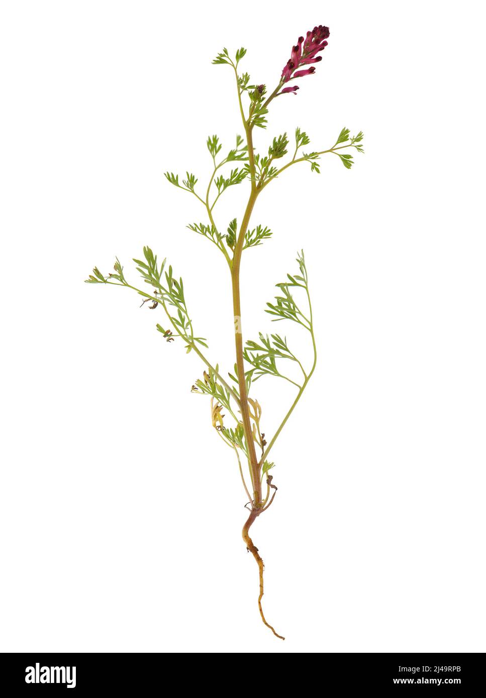 Blooming Fumaria officinalis, known as the common fumitory, drug ...