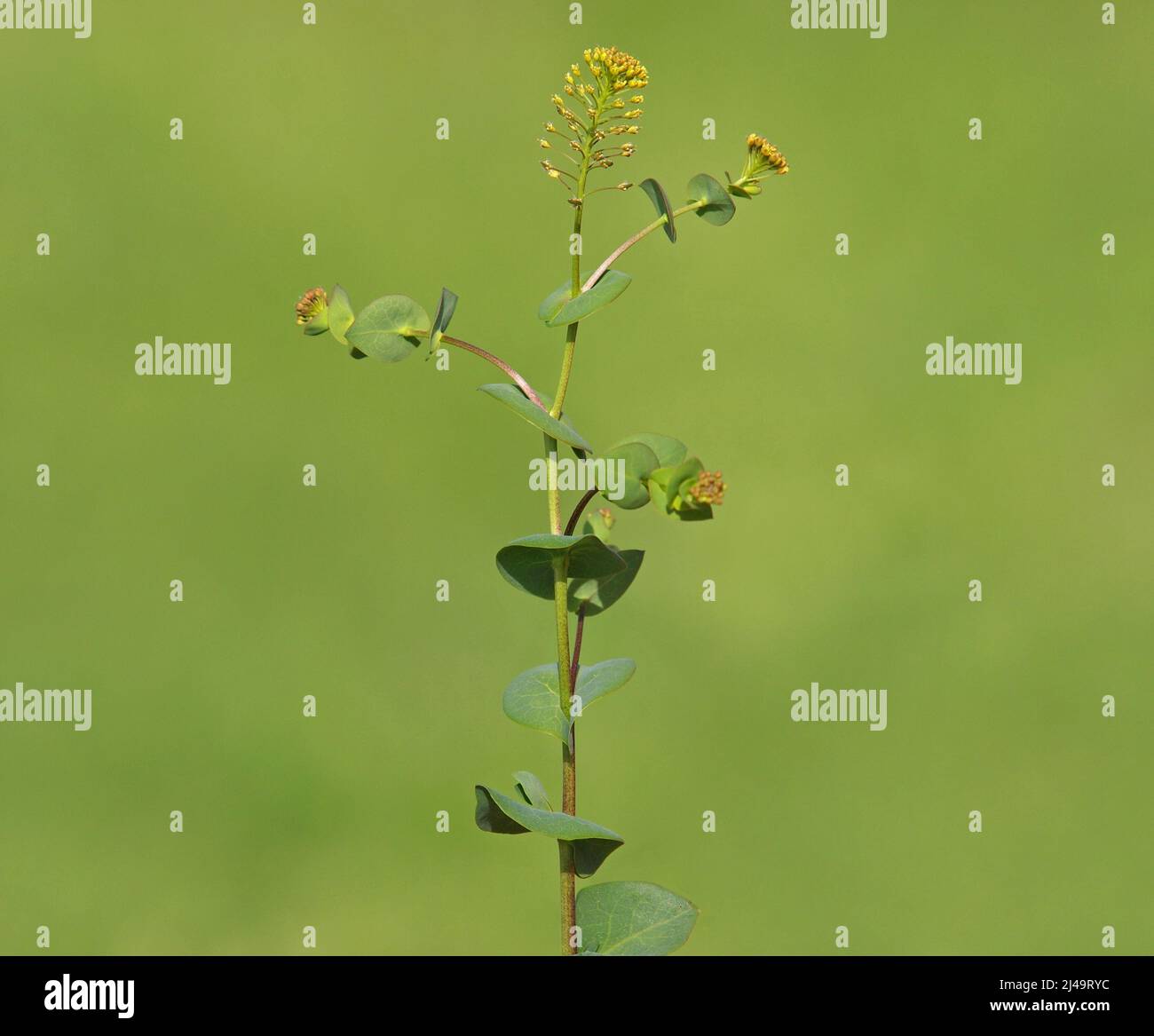 Clasping pepperweed or perfoliate pepperwort blooming plant, Lepidium ...