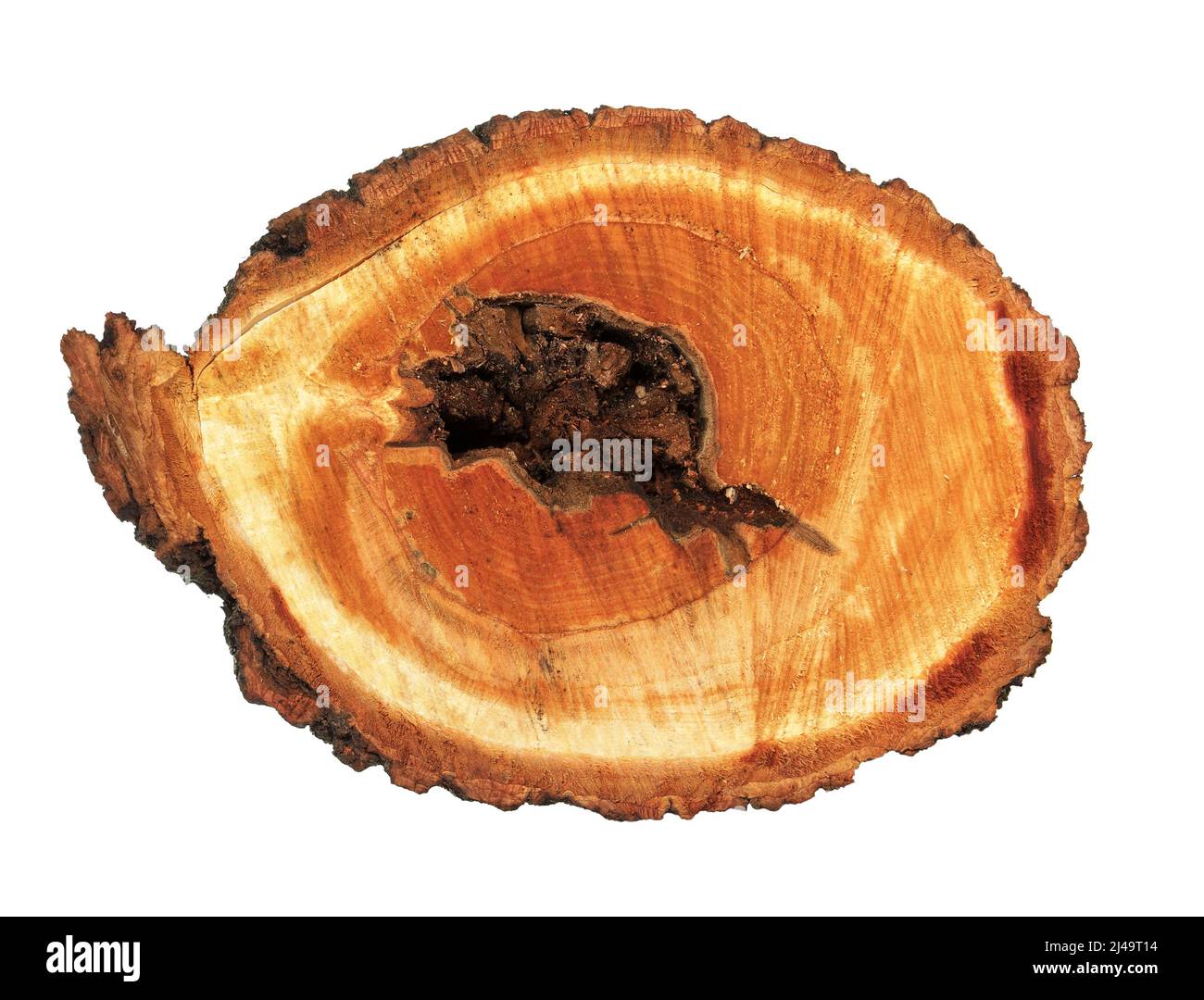 Wood branch cross Cut Out Stock Images & Pictures - Alamy