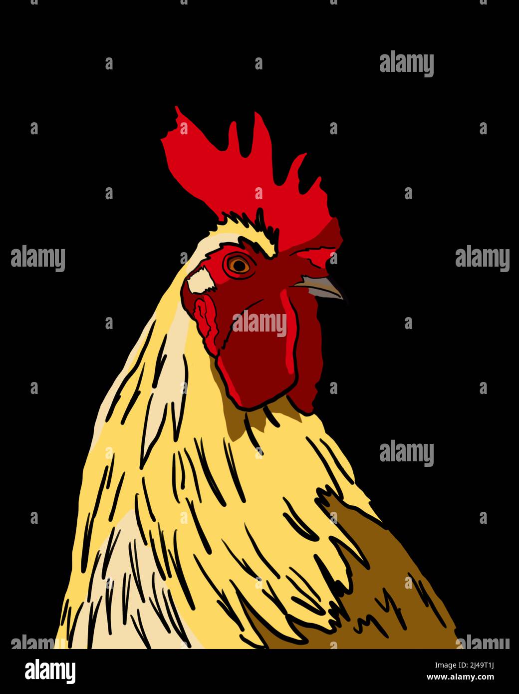 Colorful rooster portrait - black background Stock Photo - Alamy