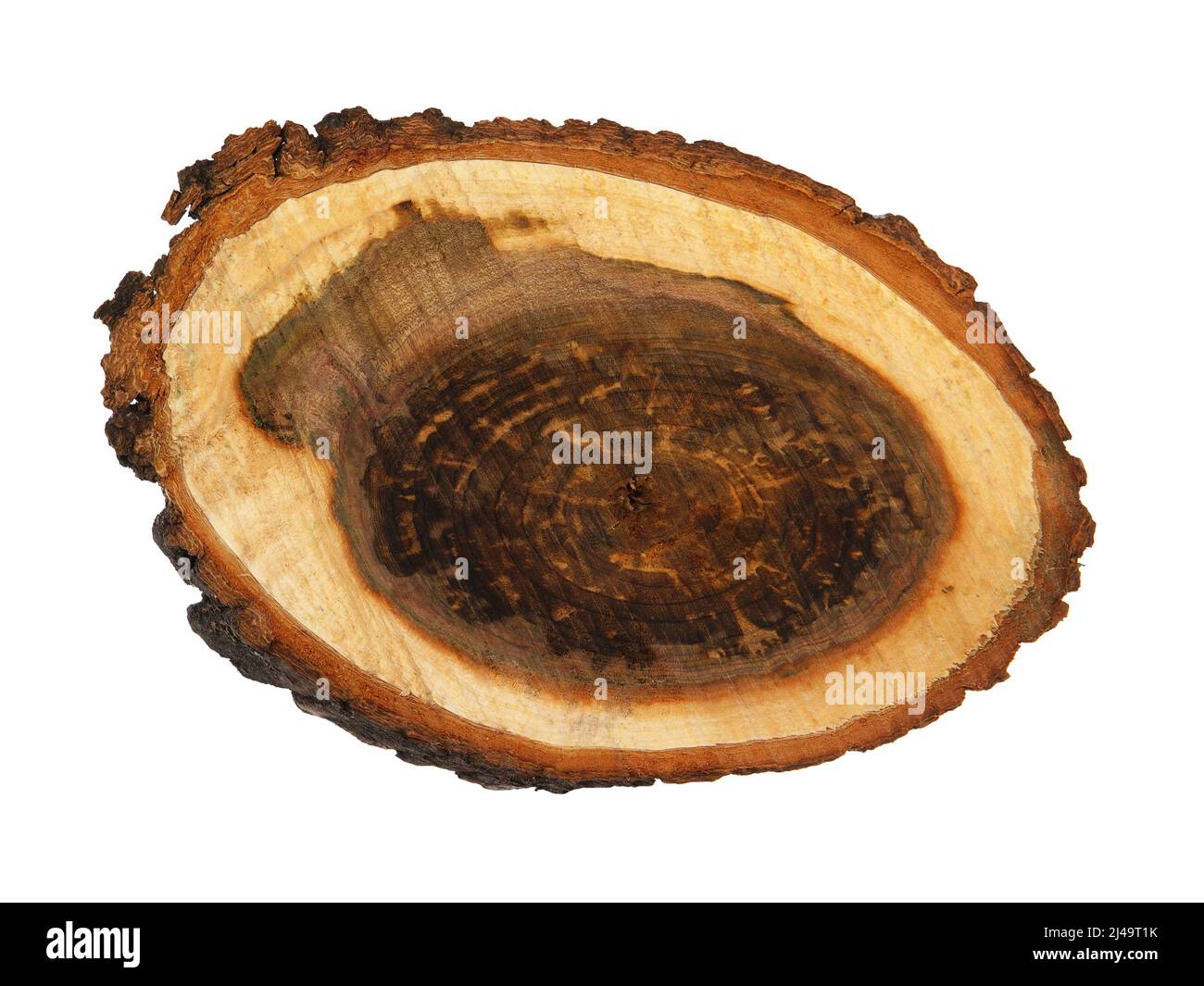 Log cross section, linden tree trunk Stock Photo - Alamy