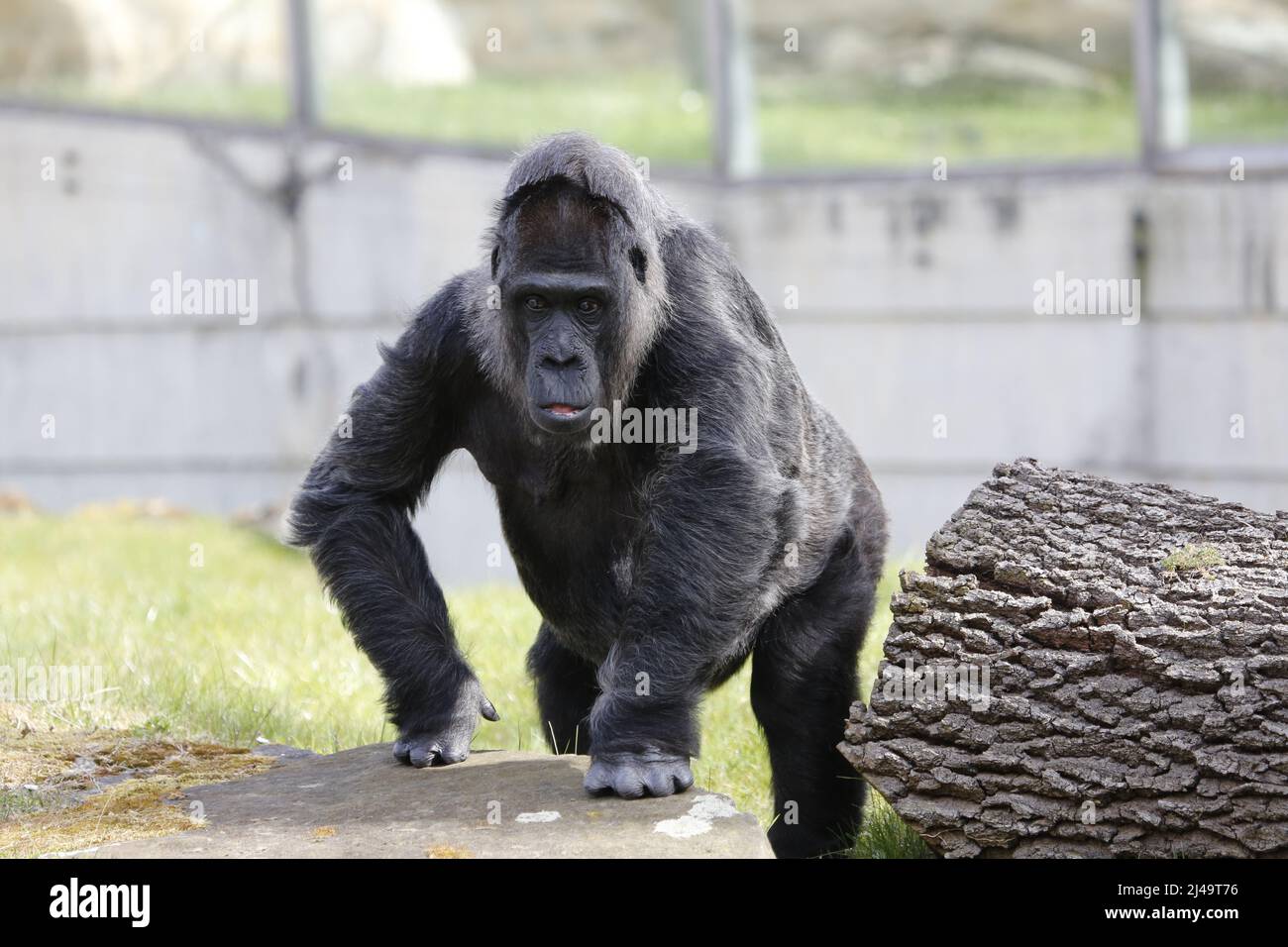 Germany, Berlin, April 13, 2022. Fatou, the oldest female gorilla in ...