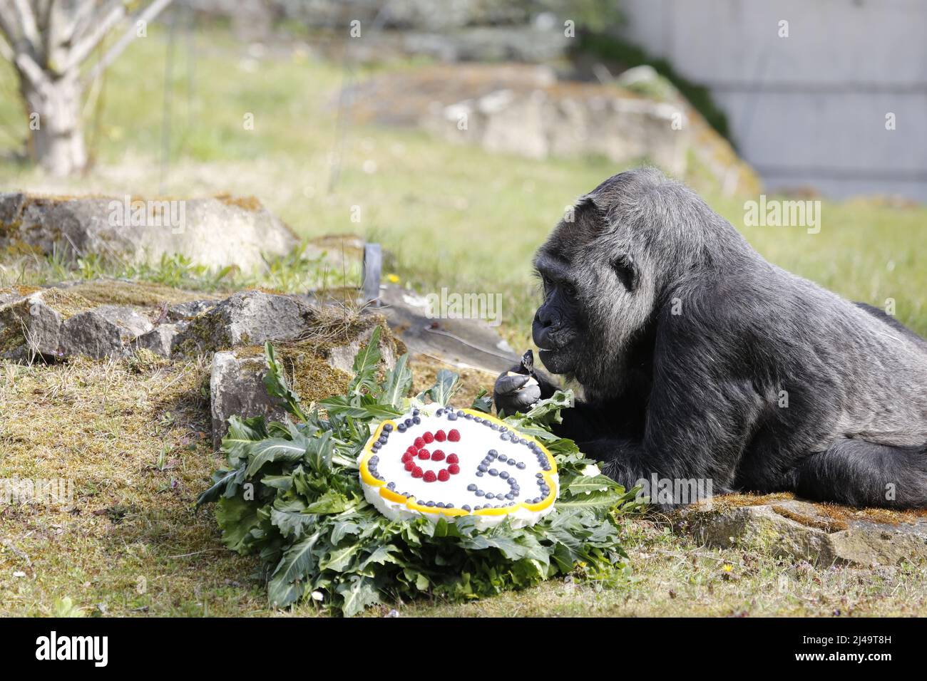 Germany, Berlin, April 13, 2022. Fatou, the oldest female gorilla in ...
