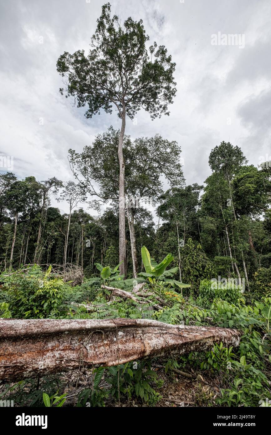 Ecuadorians amazonia hi-res stock photography and images - Alamy