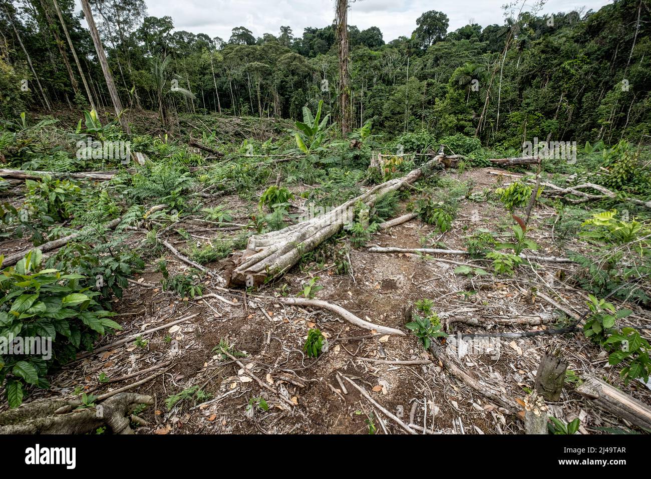 Amazonia, deforestation, Ecuador, environment Stock Photo - Alamy