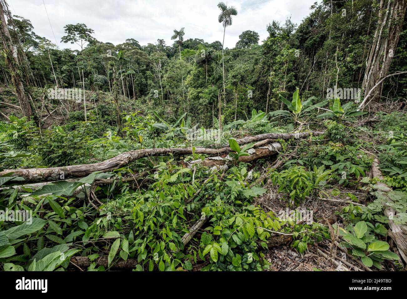 Ecuadorians amazonia hi-res stock photography and images - Alamy