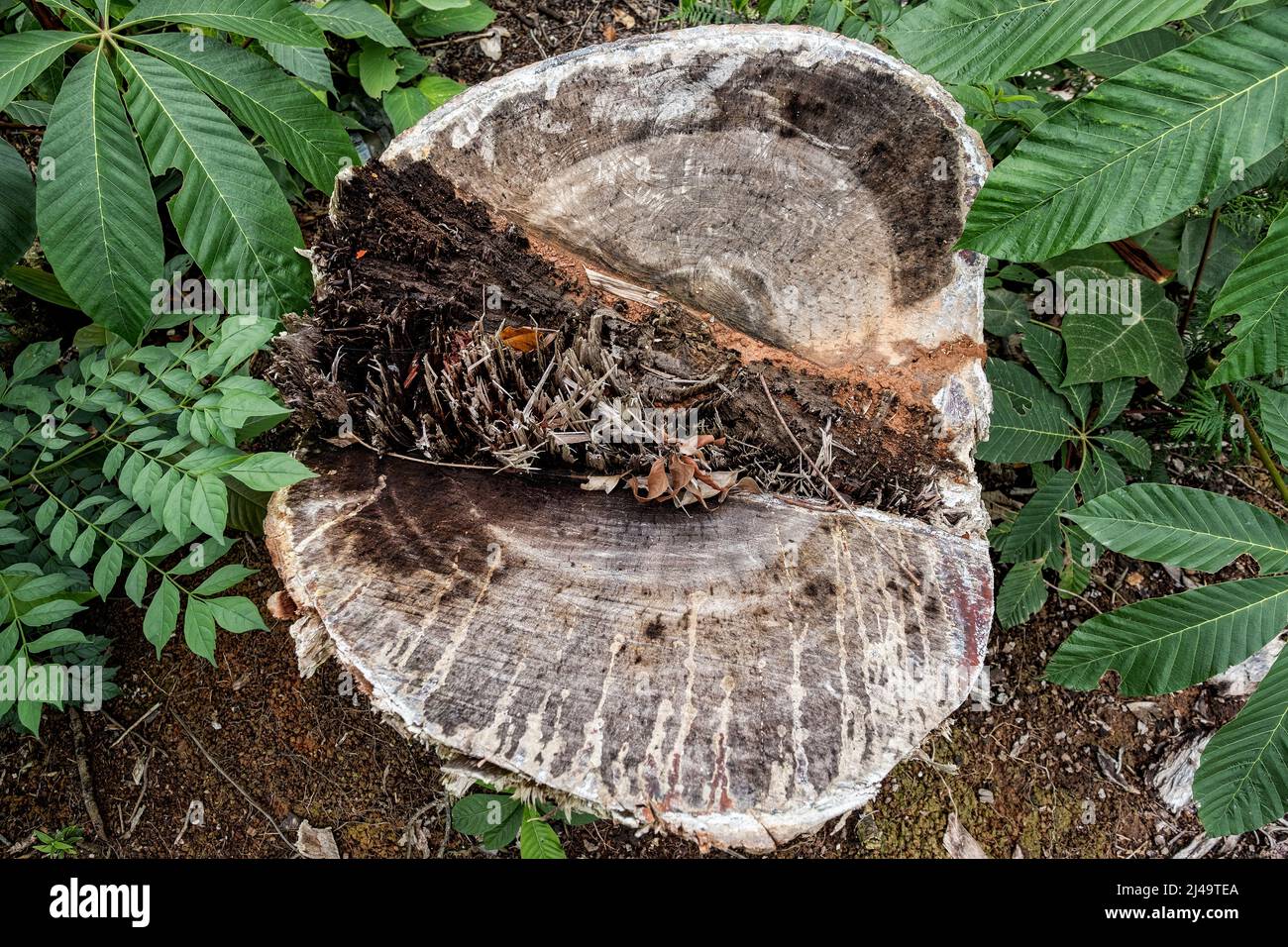 Ecuadorians amazonia hi-res stock photography and images - Alamy