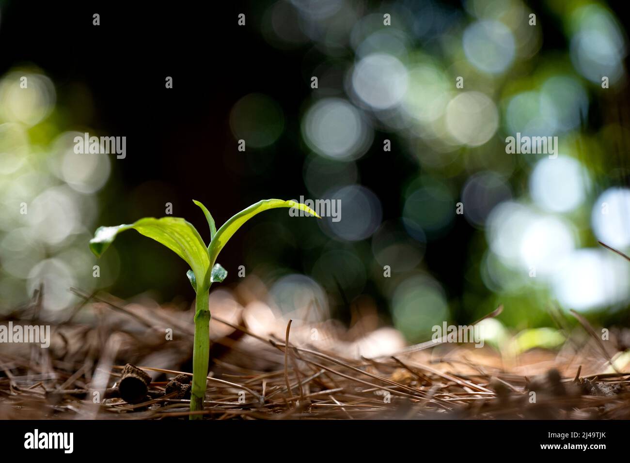 Growing petal hi-res stock photography and images - Alamy