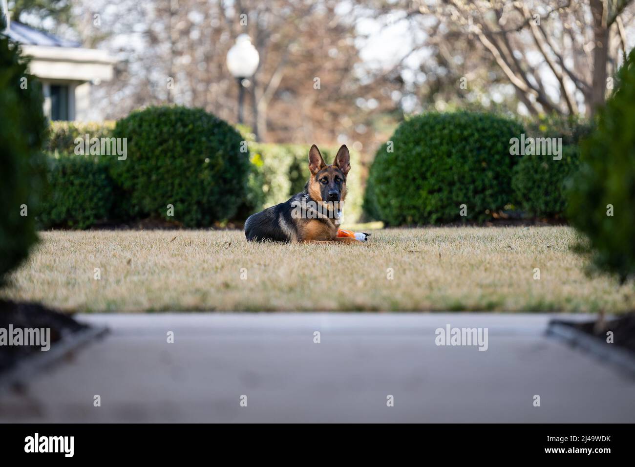 Biden family dog Commander plays in the Rose Garden, Wednesday ...