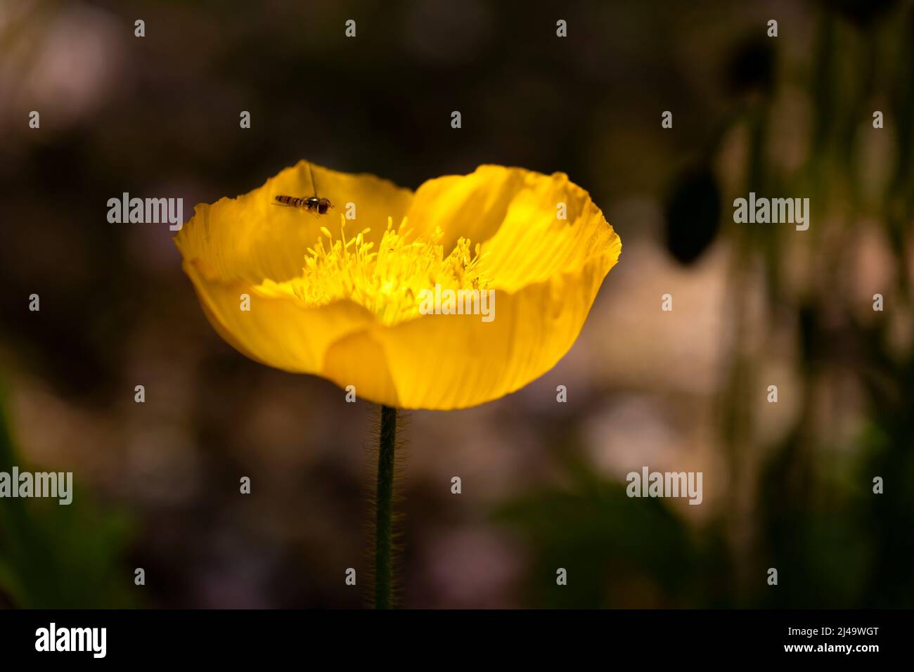 Yellow poppy flower hi-res stock photography and images - Alamy