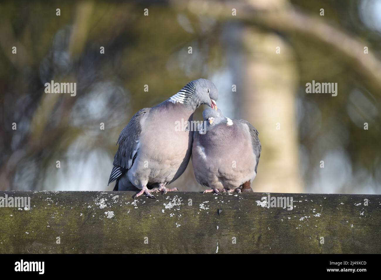 Squashing hi-res stock photography and images - Alamy