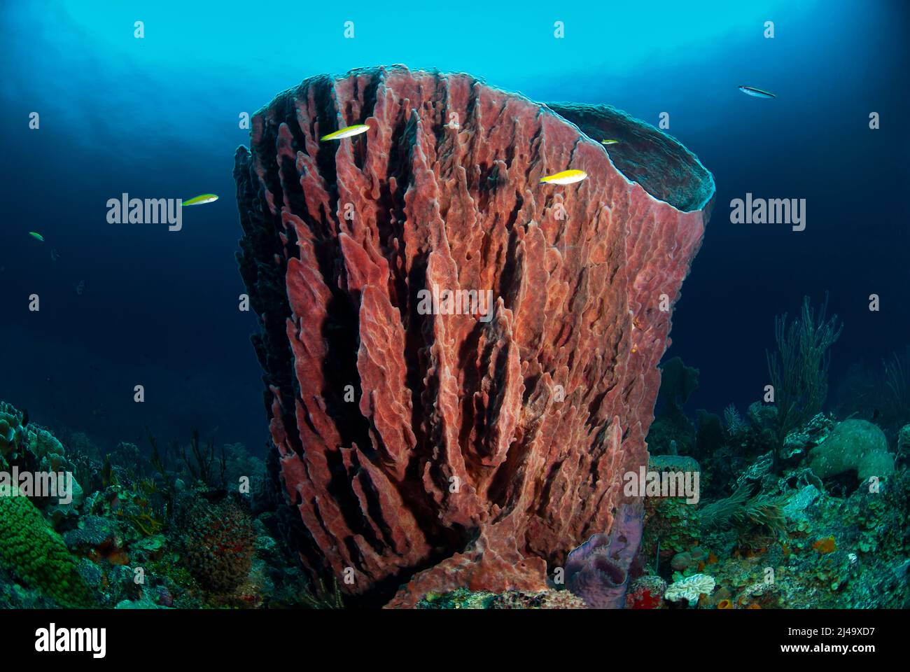 Giant barrel sponge Stock Photo - Alamy