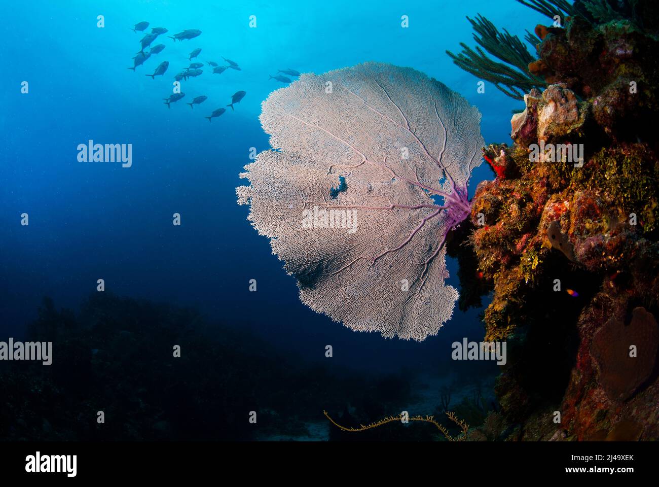 Beauty of natire hi-res stock photography and images - Alamy