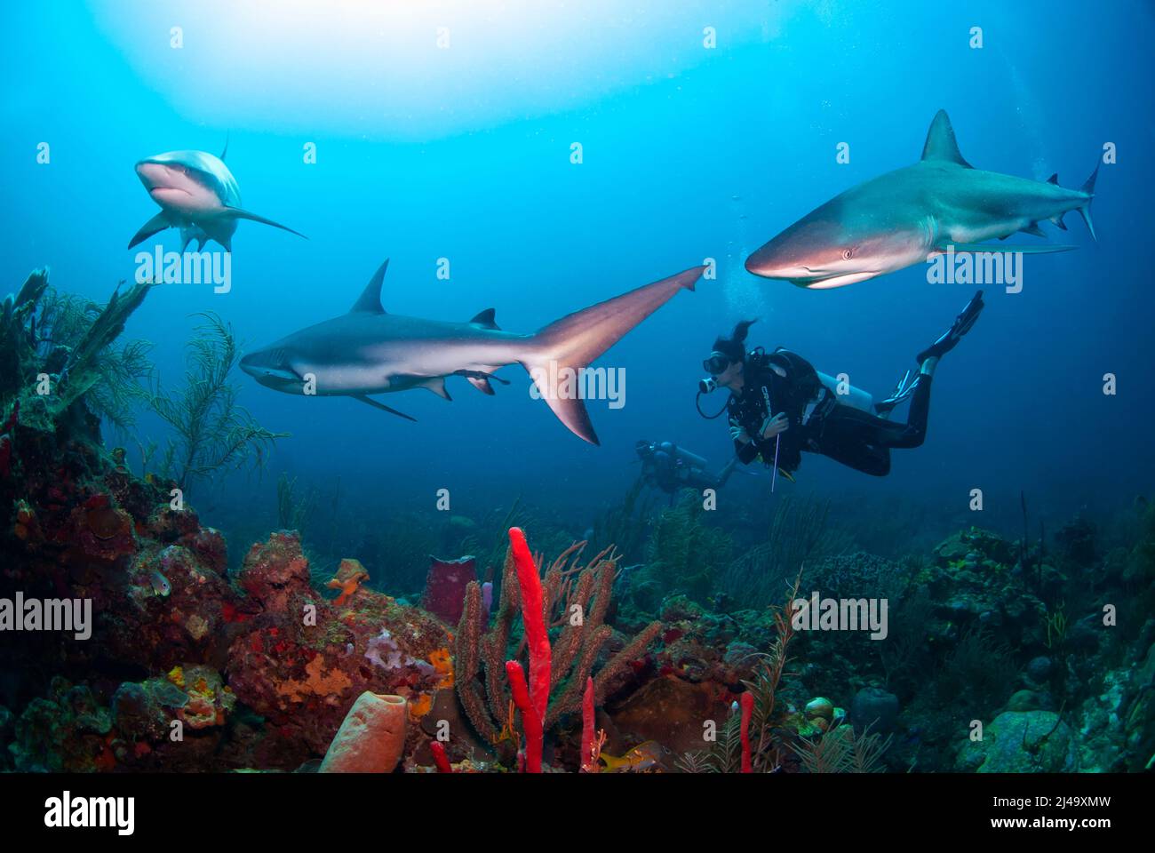 Scuba diver with shark hi-res stock photography and images - Alamy