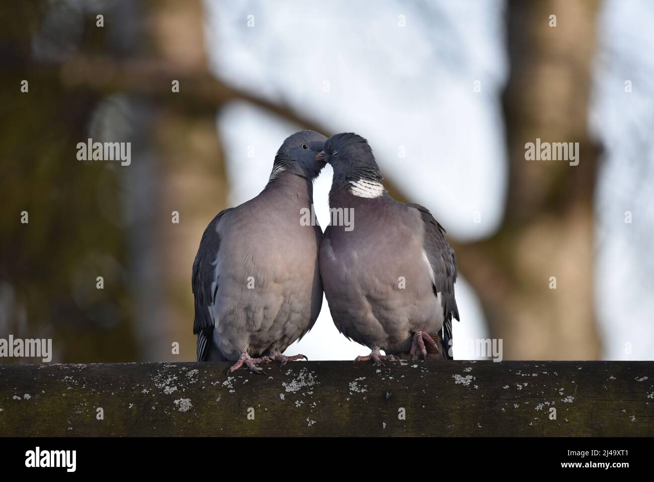 Eyes partly closed hi-res stock photography and images - Alamy