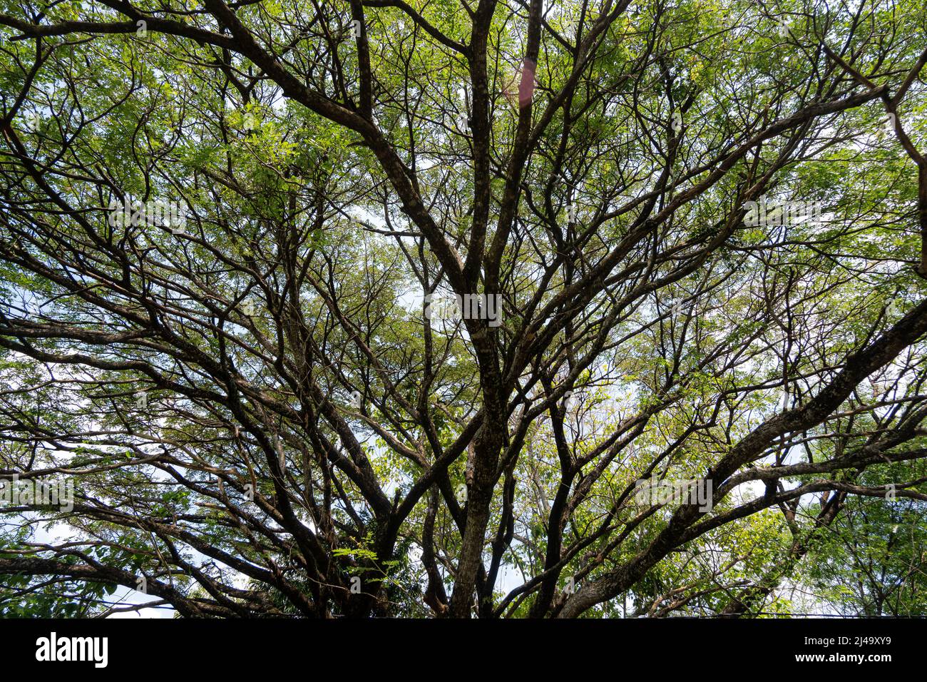 Tree Branch looks like a root - Landscape Stock Photo - Alamy