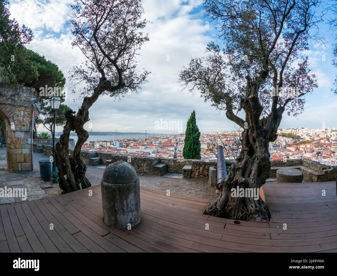 Olive tree, old tree growing in the Sao Jorge Saint George Castle ...