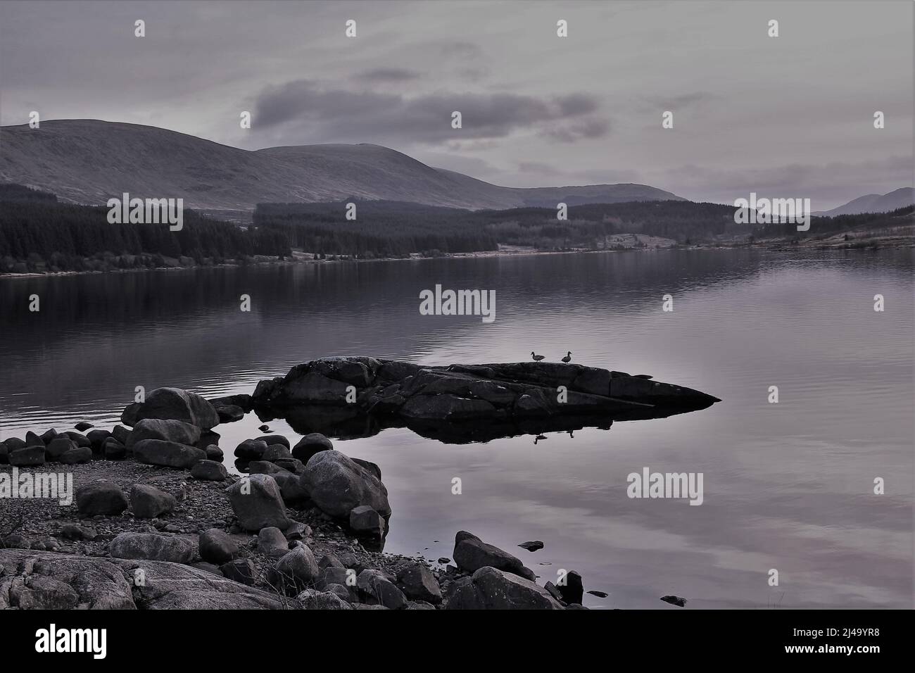 The black loch galloway forest park hi-res stock photography and images ...