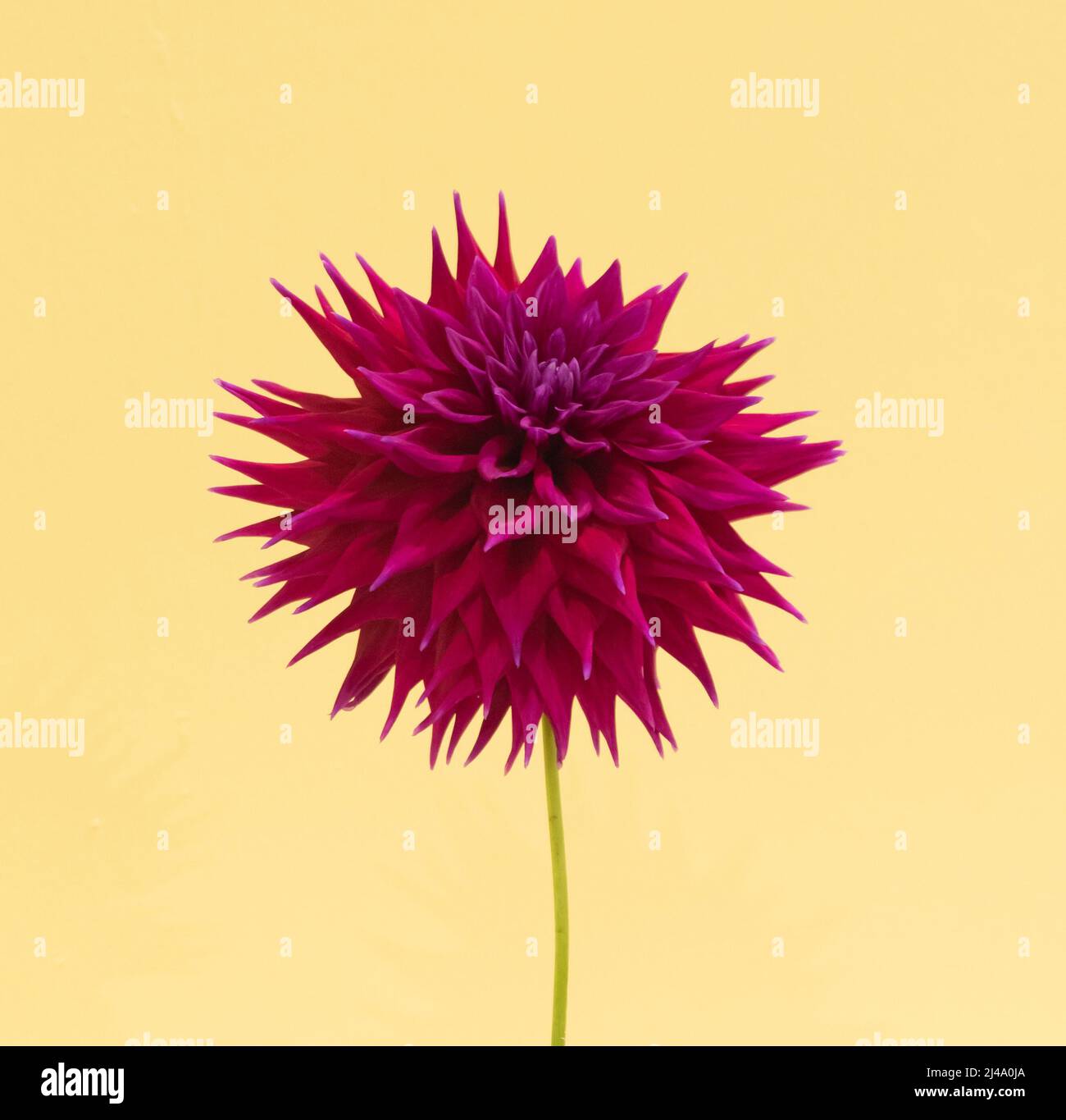 Dahlias are gorgeous flowers that bloom from midsummer through autumn ...