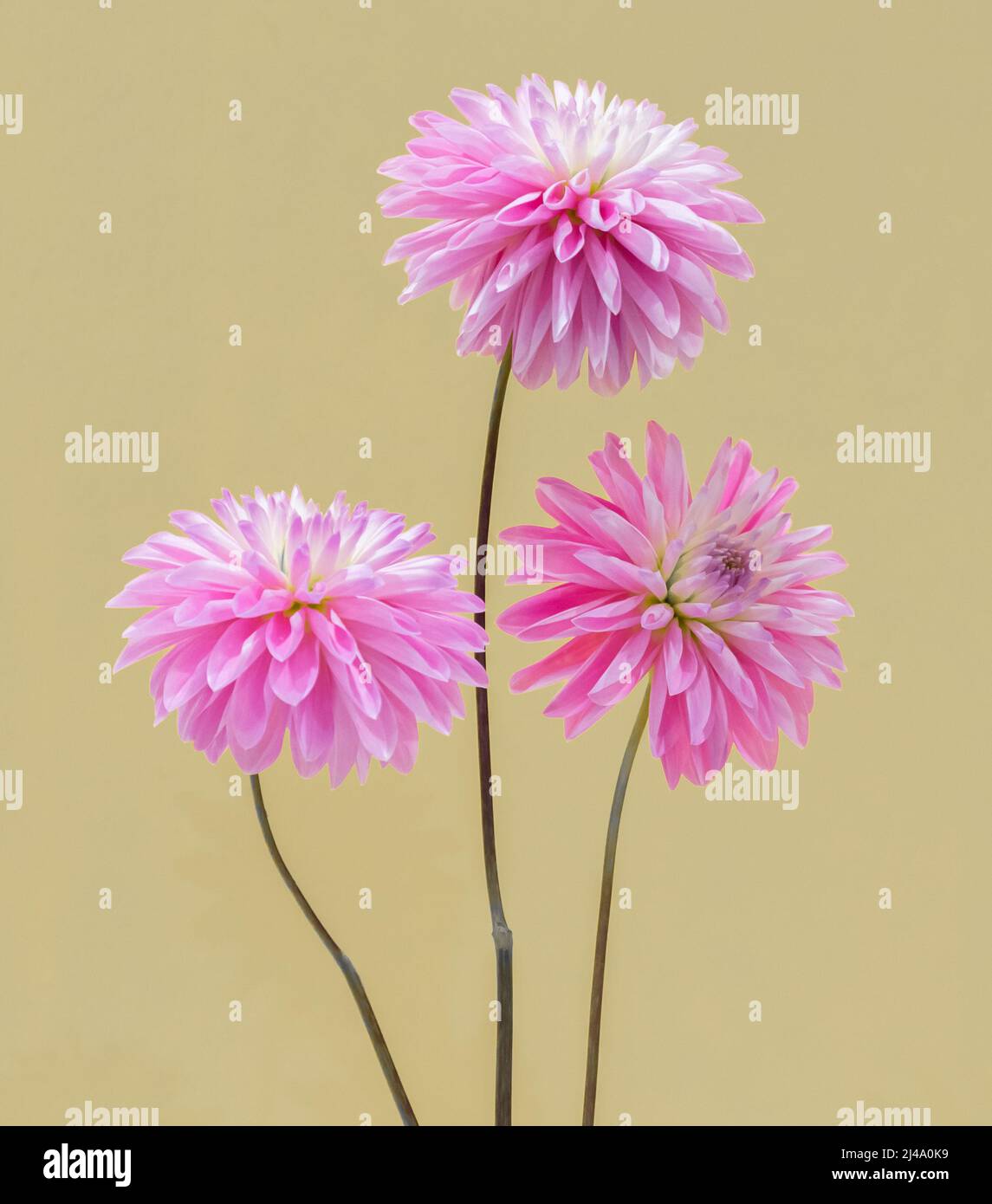 Dahlias are gorgeous flowers that bloom from midsummer through autumn ...