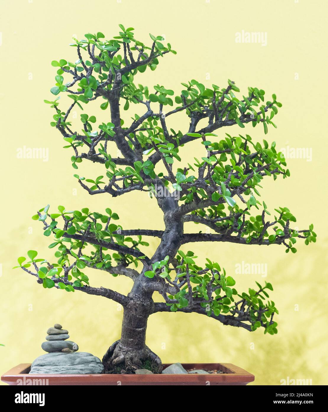 Creating family tree hi-res stock photography and images - Alamy