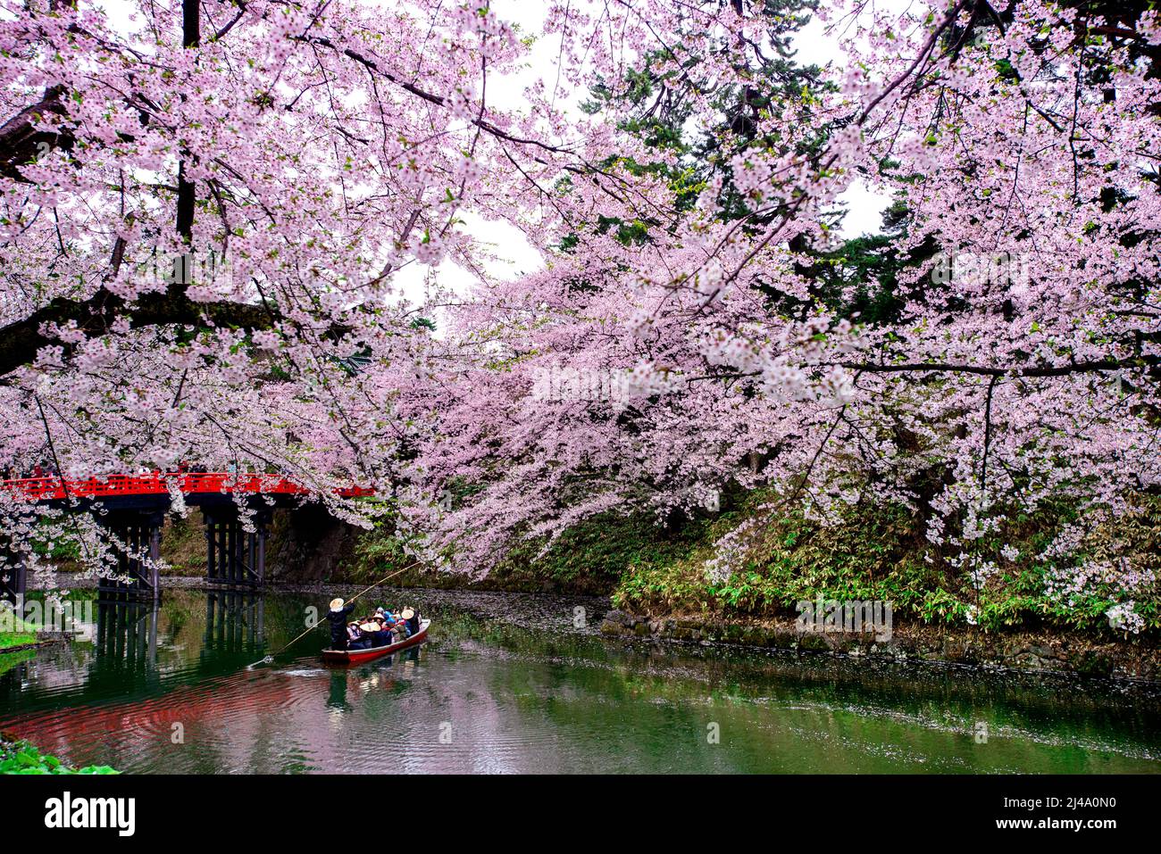 Japanese Landscape Cherry Blossoms