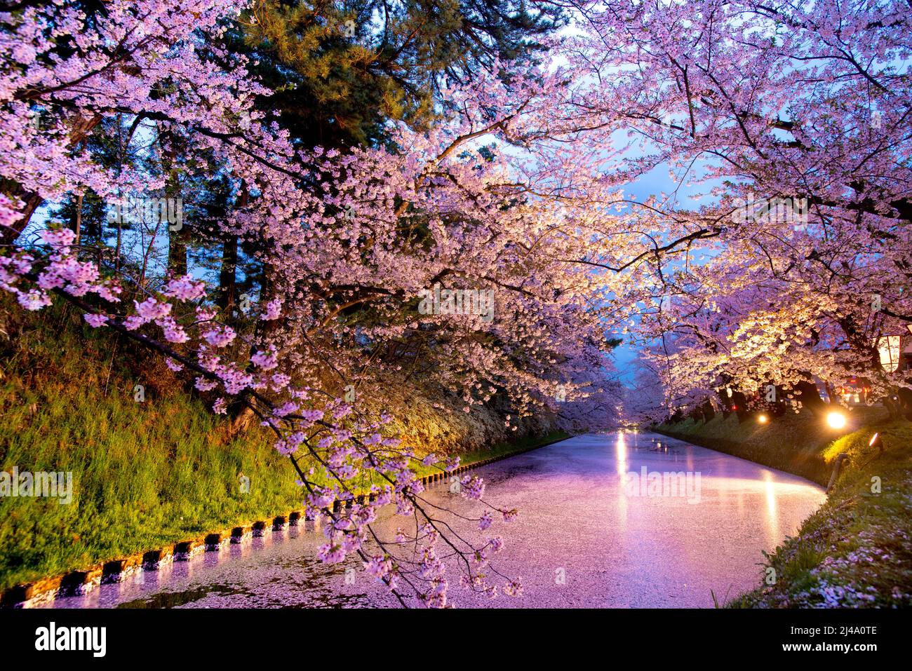 Cherry Blossom Photography Hd