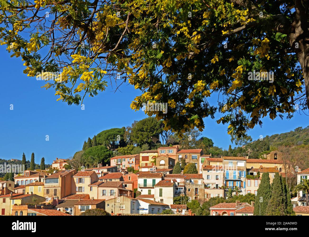 Bormes les mimosas hi-res stock photography and images - Alamy