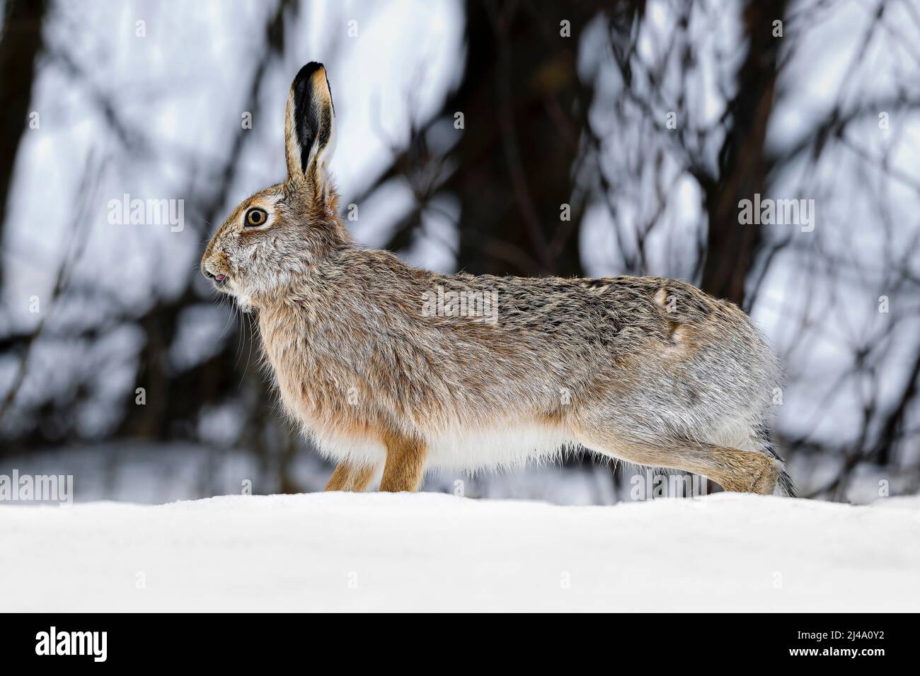 Hare in winter color on the snow Stock Photo - Alamy